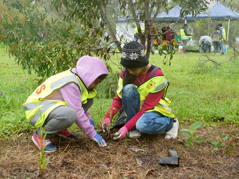 BAPS Participates in 'Million trees program', Adelaide, Australia